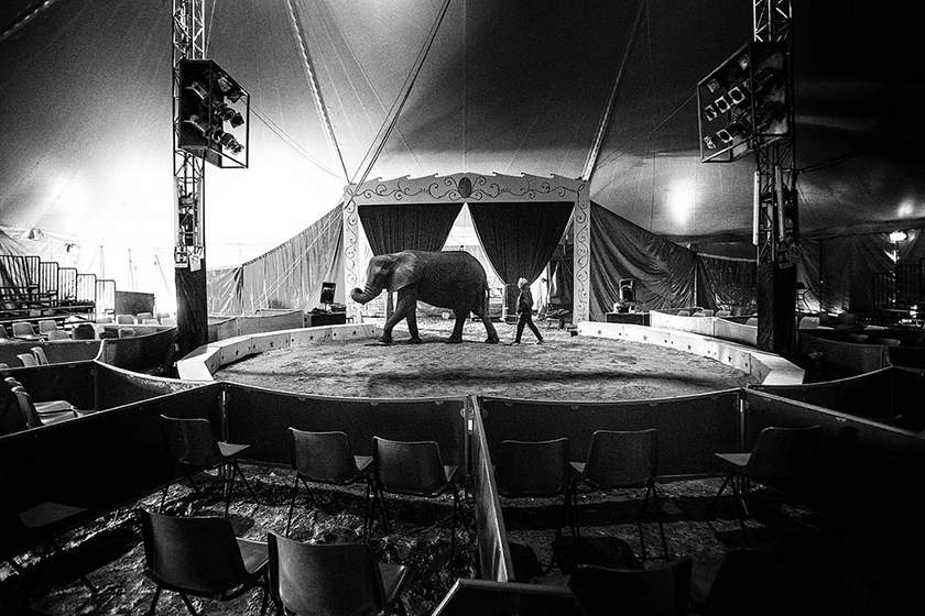 Circo: um espetáculo para toda a família | Catado de Cultura